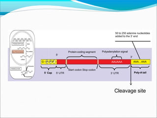 RNA processing and Splicing.pptx