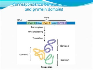 RNA processing and Splicing.pptx
