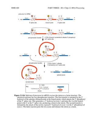 RNAProcessingCh12.pdf