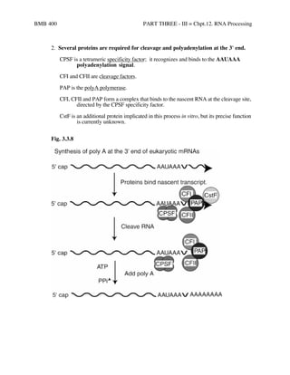 RNAProcessingCh12.pdf