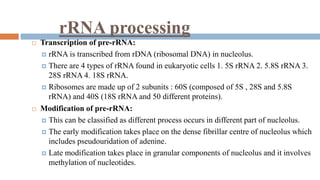 RNA processing complete.pptx