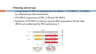 RNA processing complete.pptx