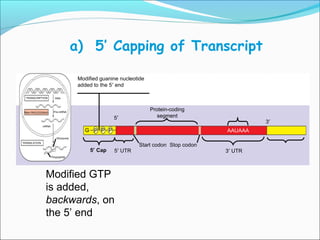 RNA processing final eukaryotes. | PPT
