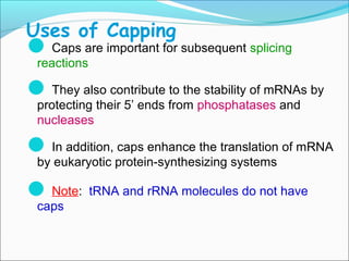 RNA processing final eukaryotes. | PPT