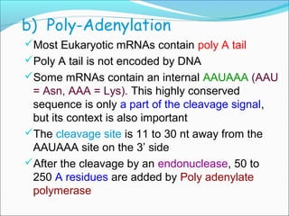 RNA processing final eukaryotes. | PPT