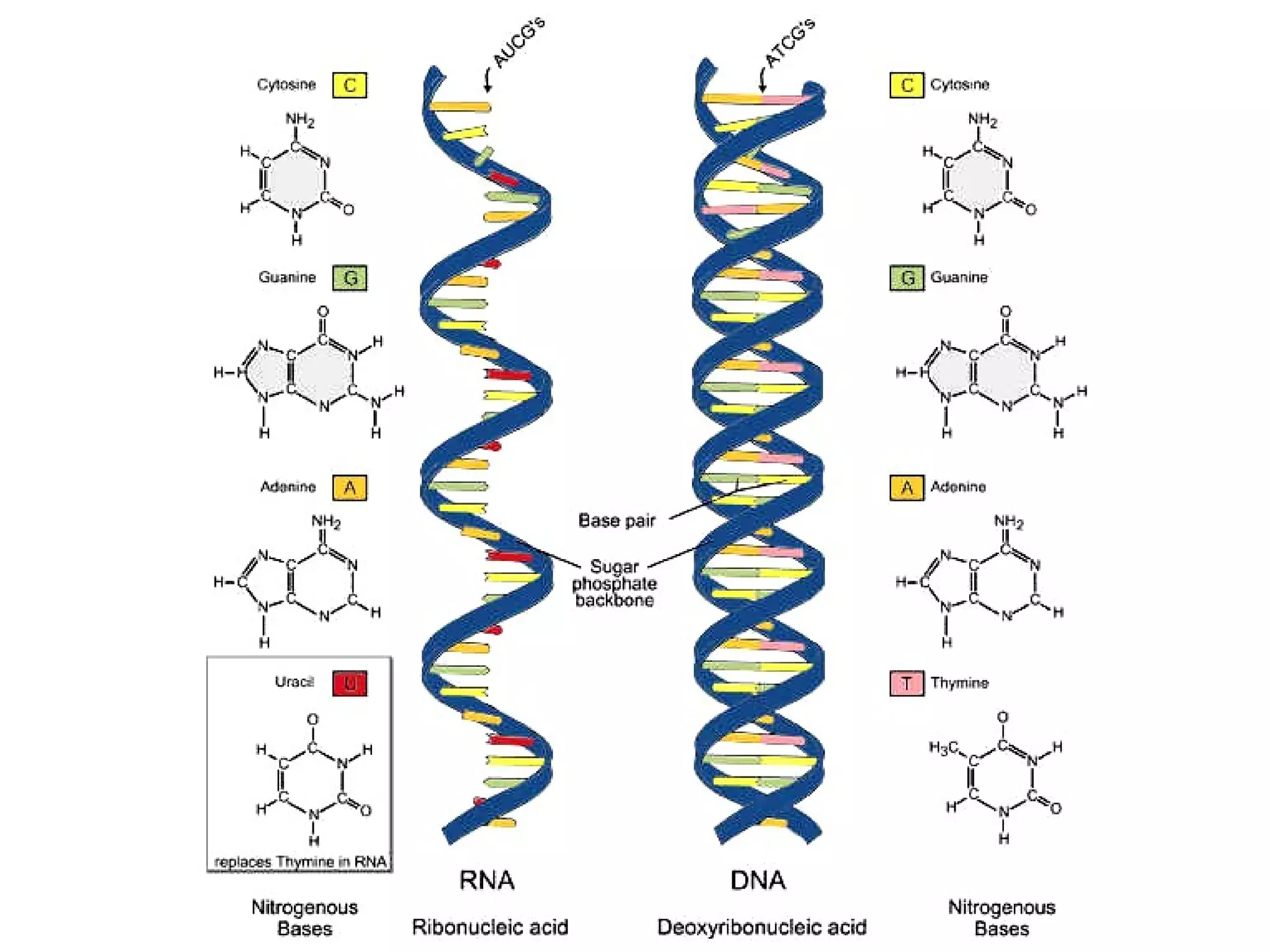 Rna protein synthesis | PPT