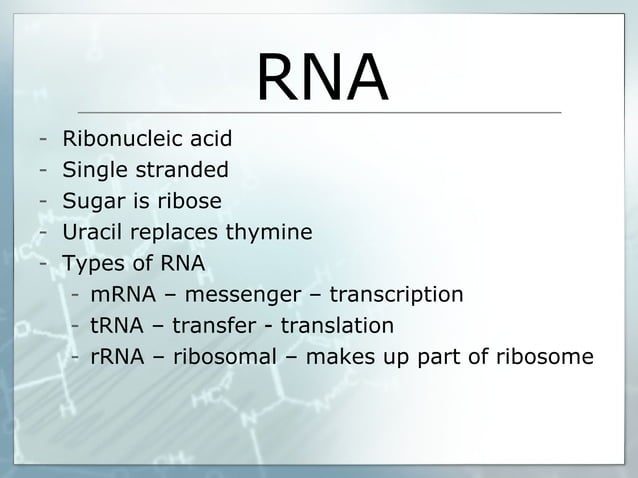 Rna protein synthesis | PPT