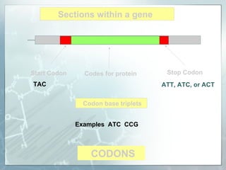 RNA & Protein Synthesis | PPT