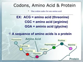 RNA & Protein Synthesis | PPT