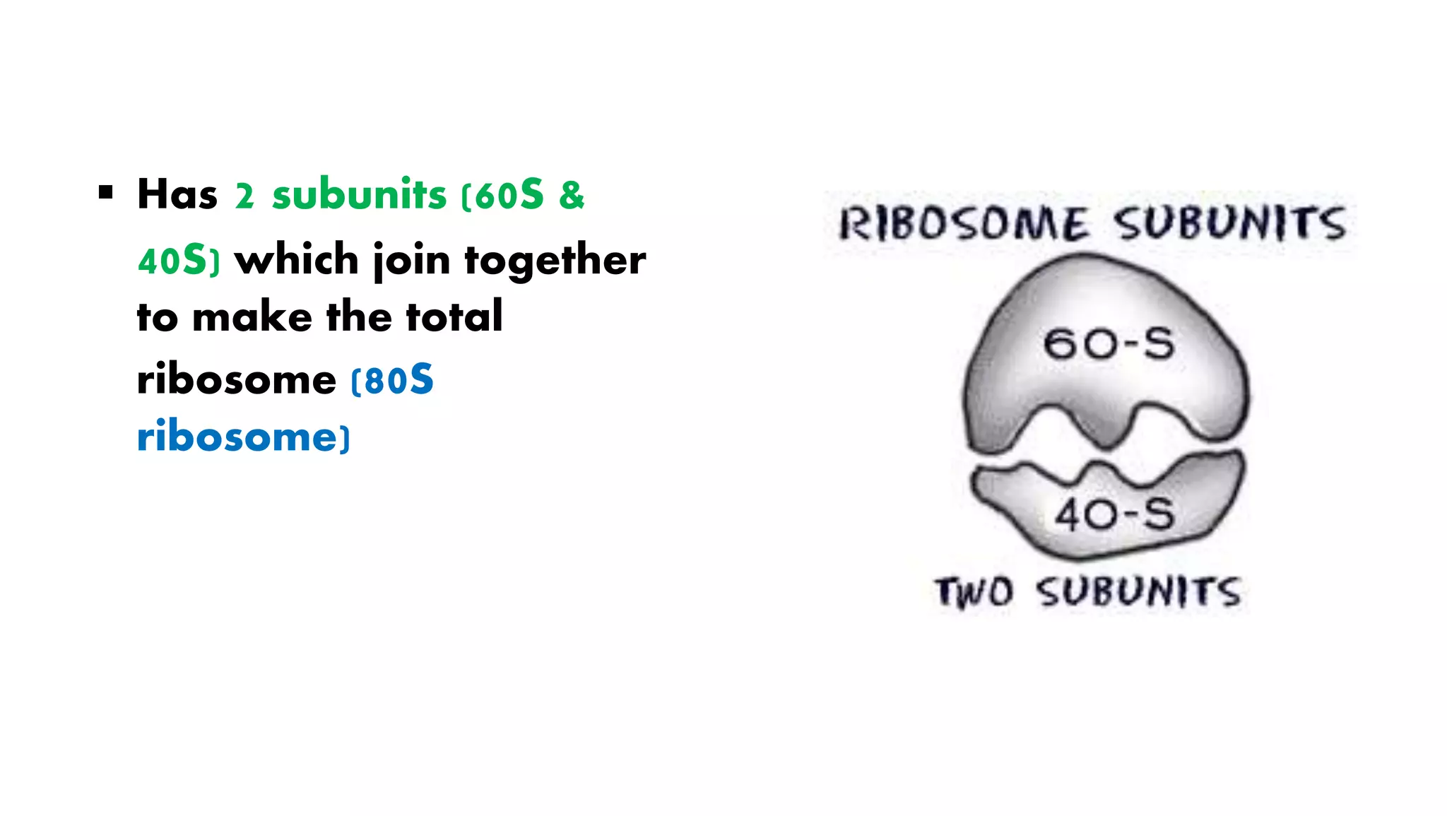 Rna , ribosome and cell cycle, july 2020 | PPT