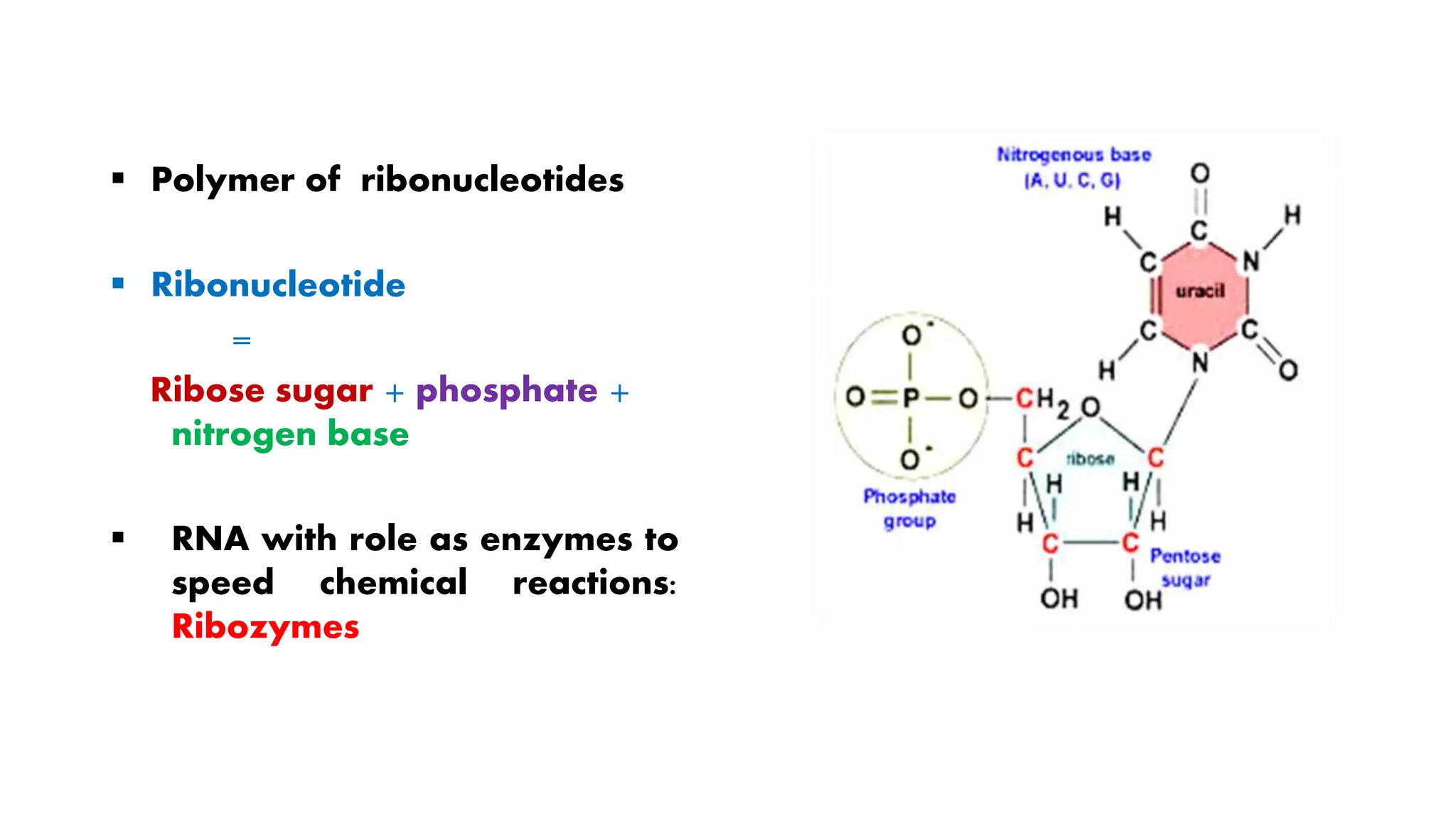 Rna , ribosome and cell cycle, july 2020 | PPT