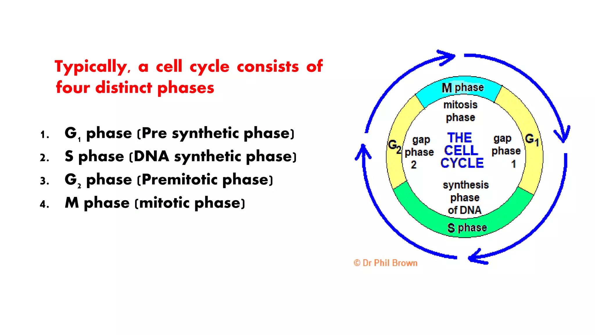 Rna , ribosome and cell cycle, july 2020 | PPT