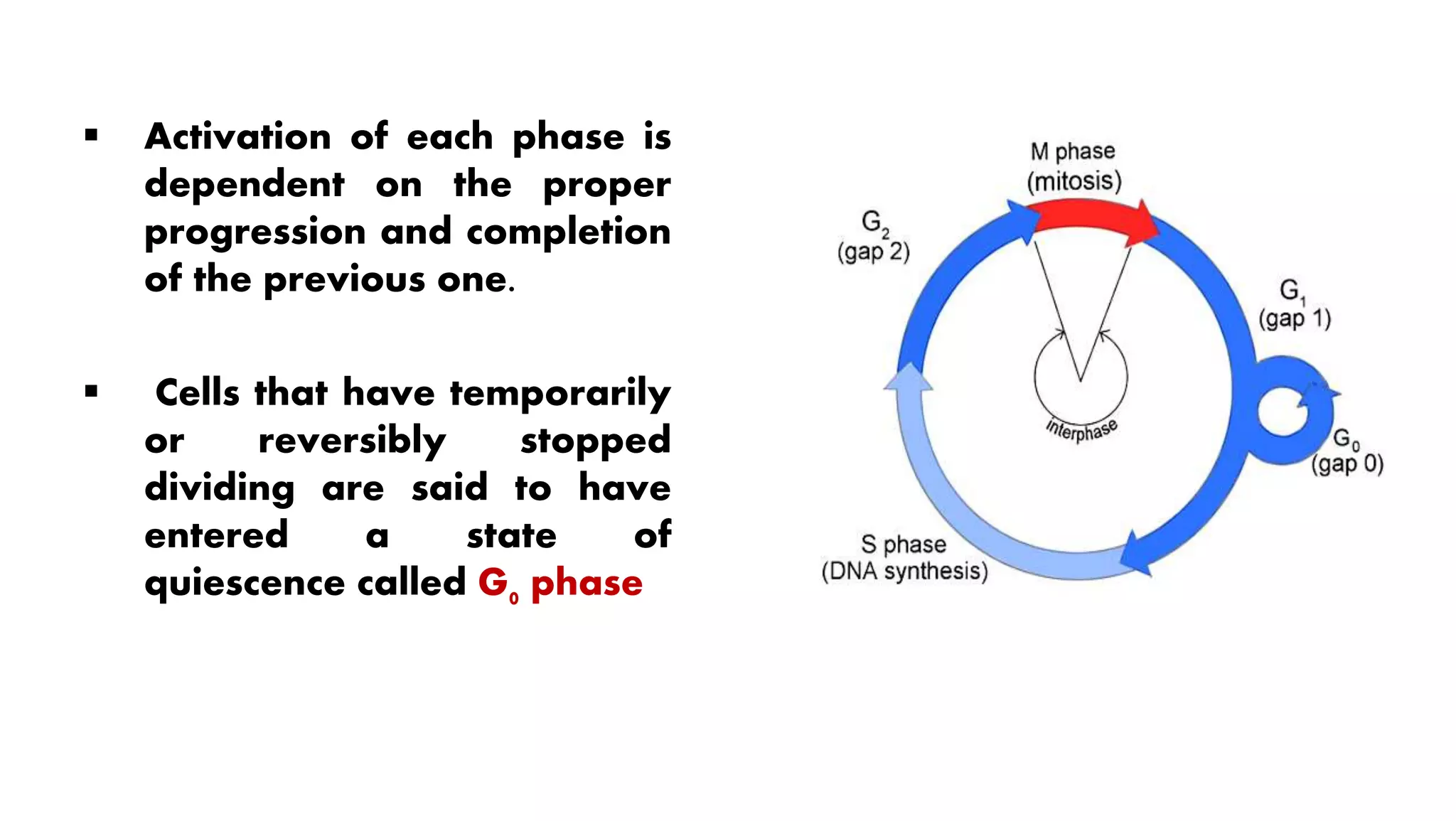 Rna , ribosome and cell cycle, july 2020 | PPT