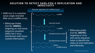 SARS-COV-2 detection by RNAscope technology | PDF | Genetics | Science