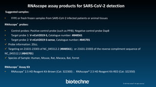 SARS-COV-2 detection by RNAscope technology | PDF | Genetics | Science