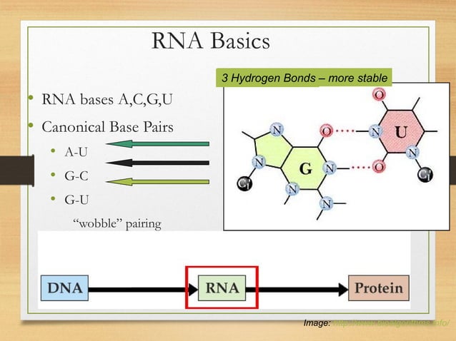 RNA secondary structure prediction | PPT