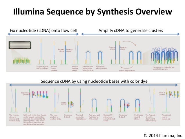 Rnaseq basics ngs_application1