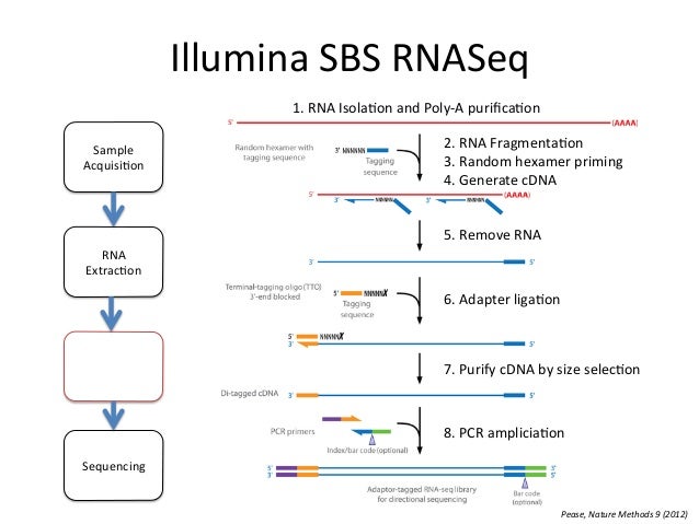 Rnaseq basics ngs_application1