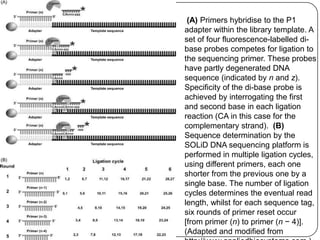 Rnaseq forgenefinding | PPT