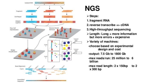 Single Cell Rna Sequencing Ngs Analysis