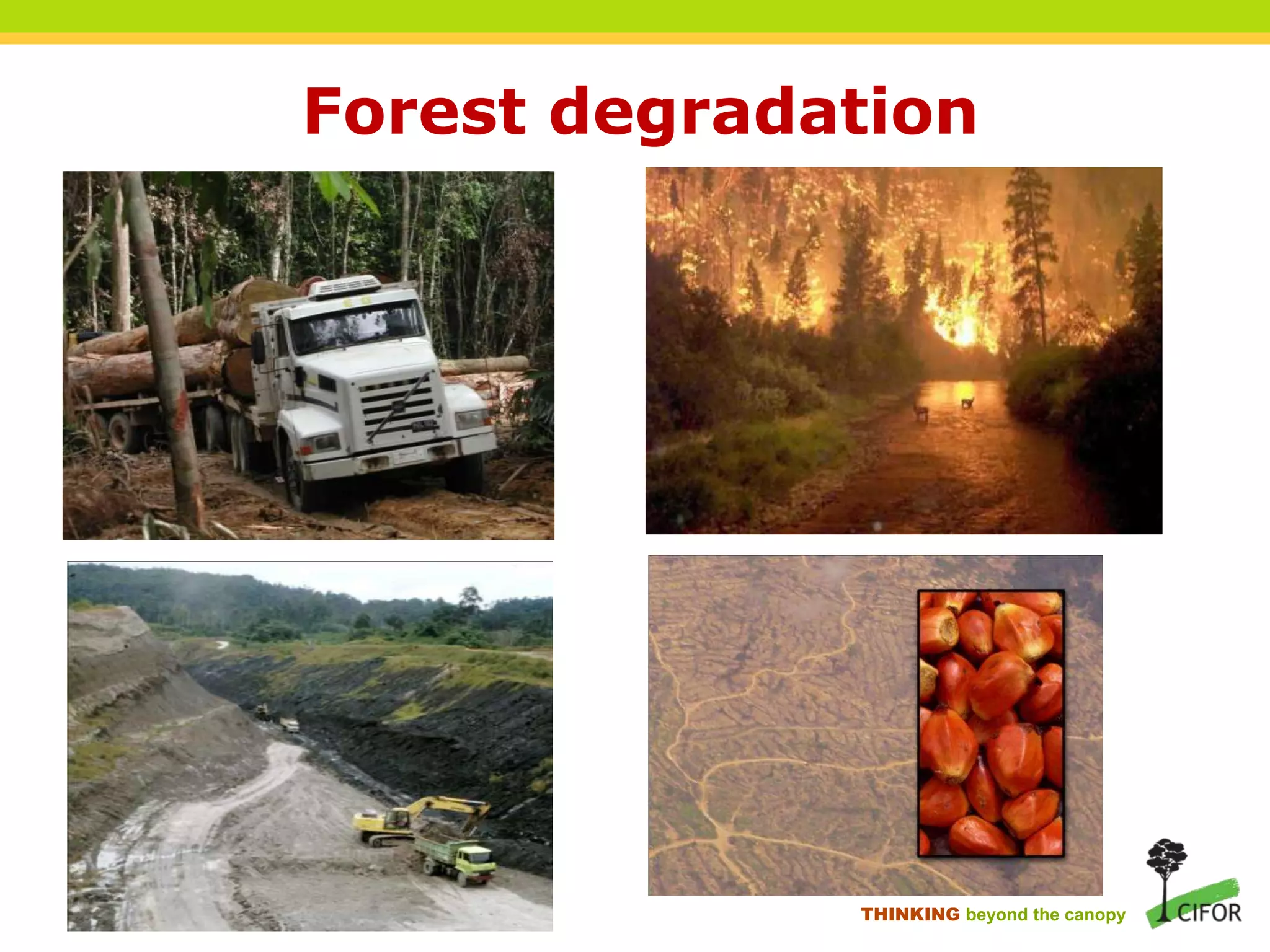 Sustainable forest management, biodiversity and carbon: The case for REDD+? | PPTX
