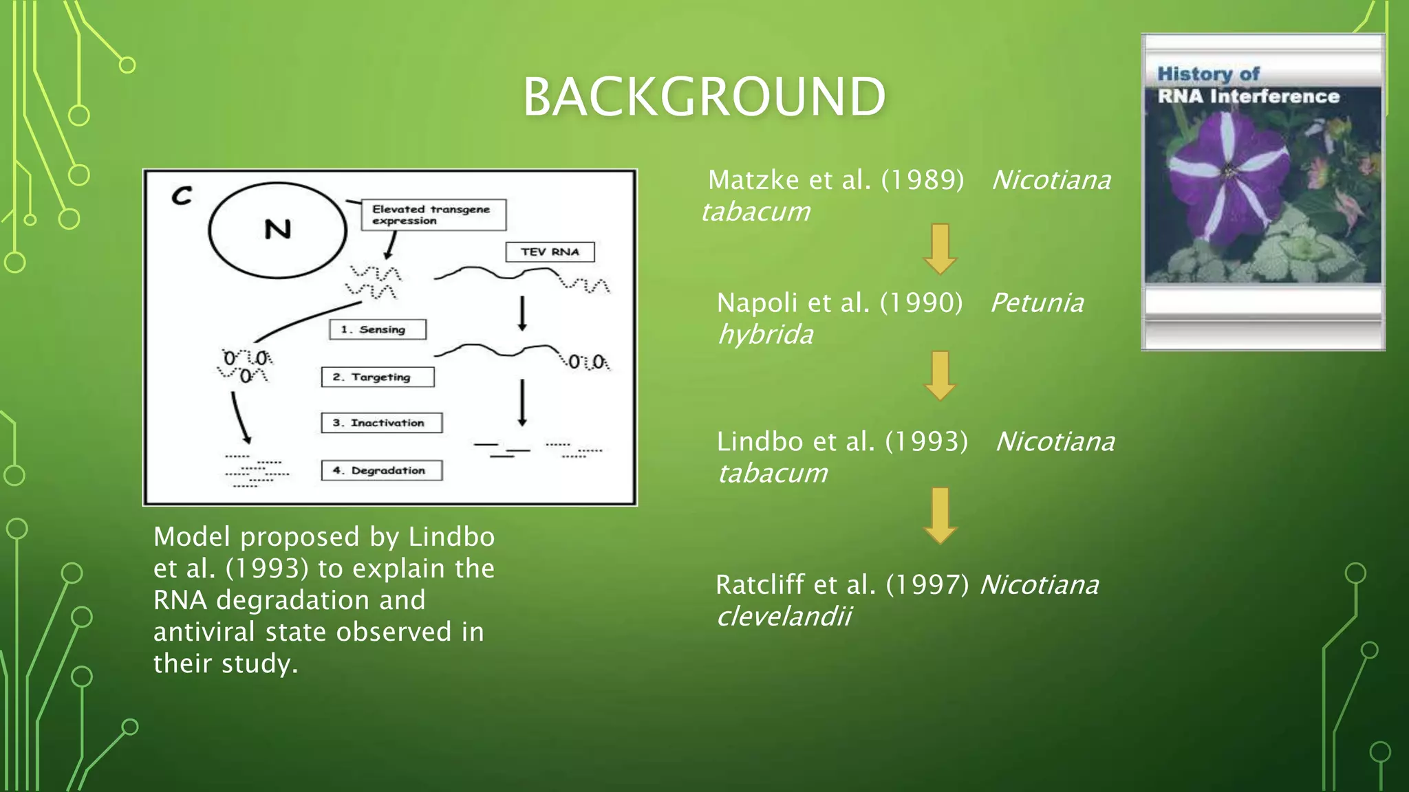 Rna silencing in plants | PPTX