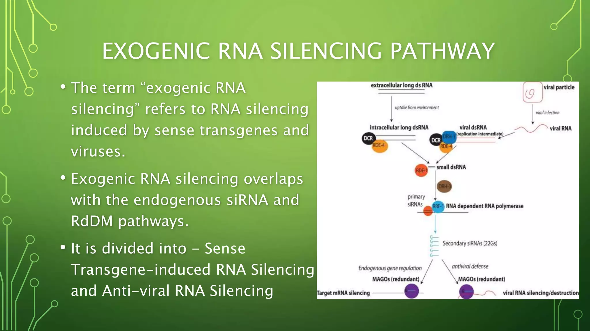 Rna silencing in plants | PPTX