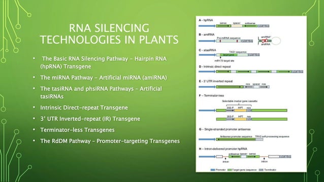 Rna silencing in plants | PPTX | Biotech and Biomedical Industry ...