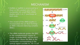 Rna silencing in plants | PPTX
