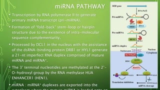 Rna silencing in plants | PPTX