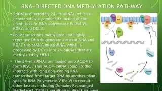 Rna silencing in plants | PPTX