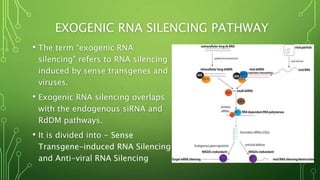 Rna silencing in plants | PPTX