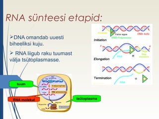 Rna süntees | PPT