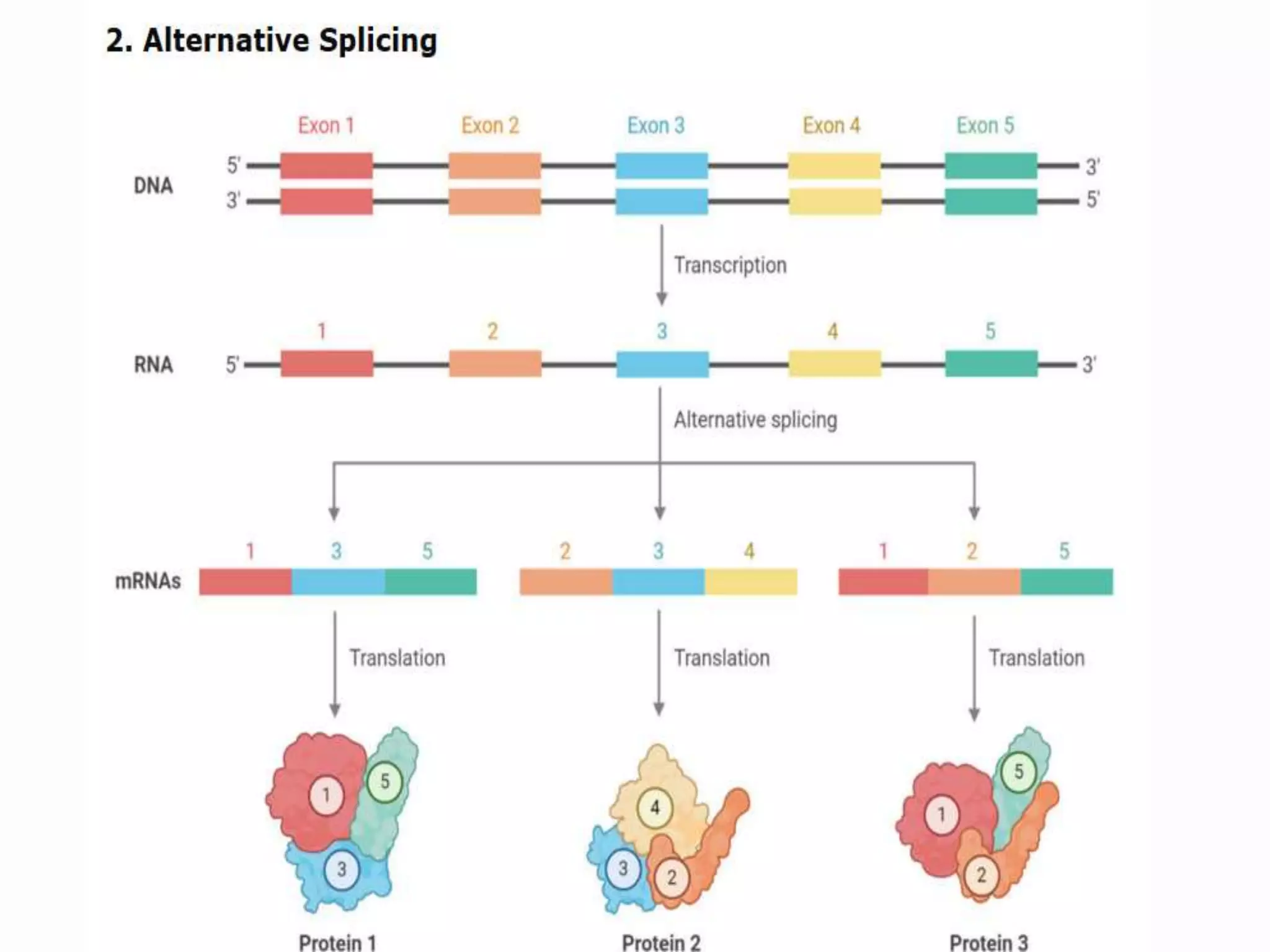 RNA SPLICING | PPTX