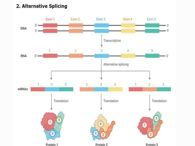 RNA SPLICING | PPTX