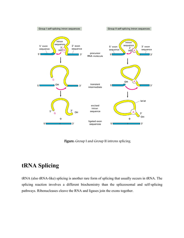 RNA Splicing | PDF | Chemistry | Science