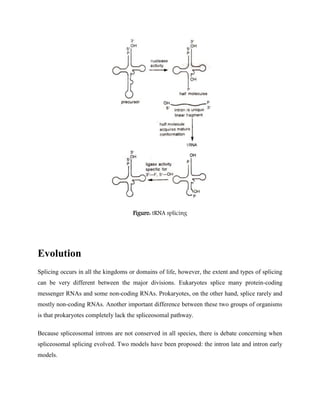 RNA Splicing | PDF