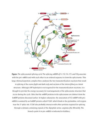 RNA Splicing | PDF