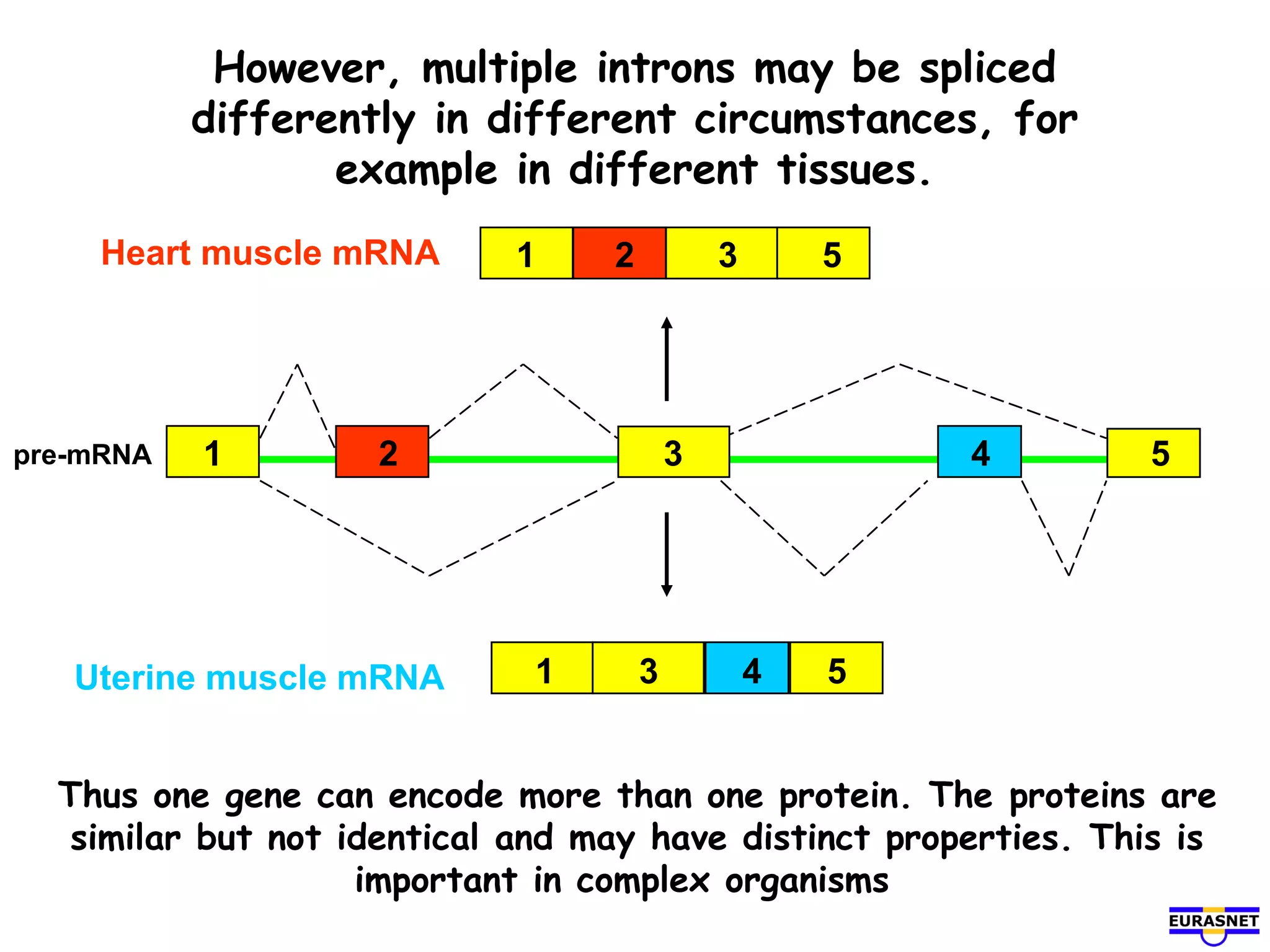 Rna splicing | PPT