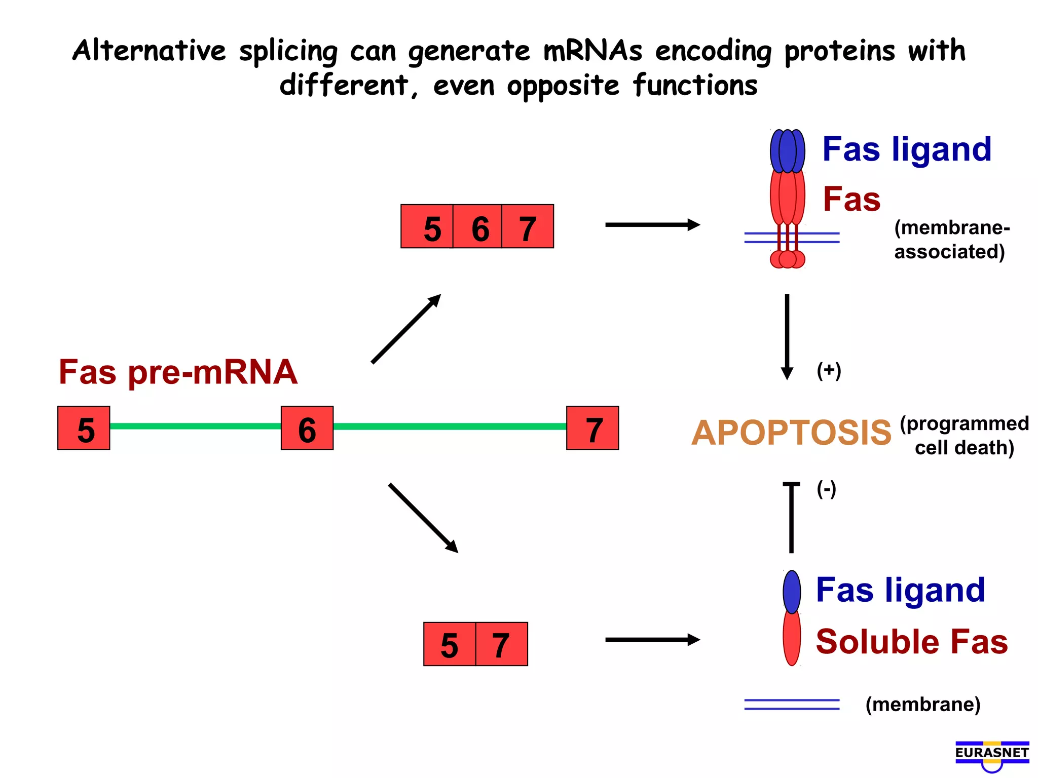 Rna splicing | PPT