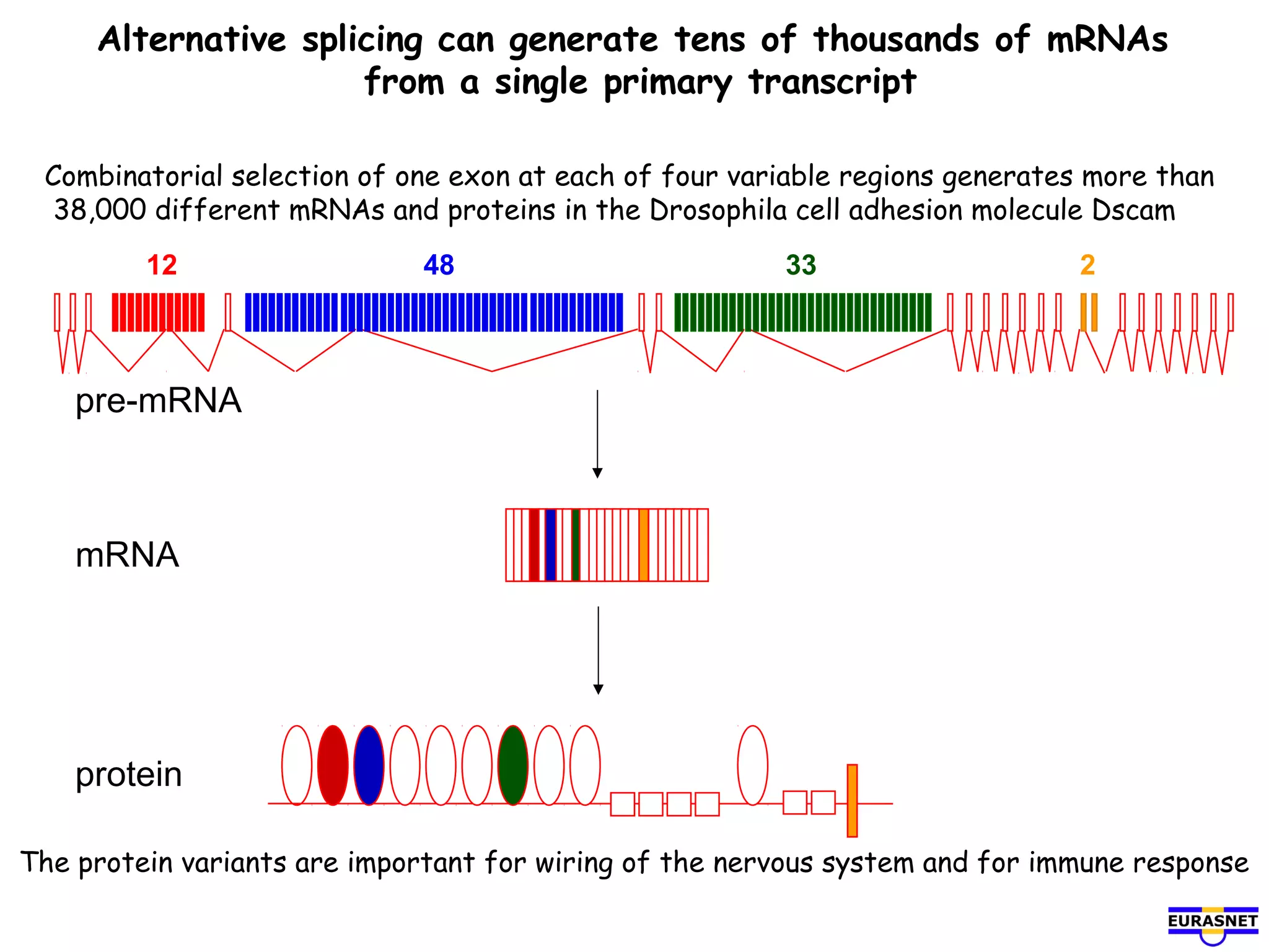 Rna splicing | PPT | Programming Languages | Computing