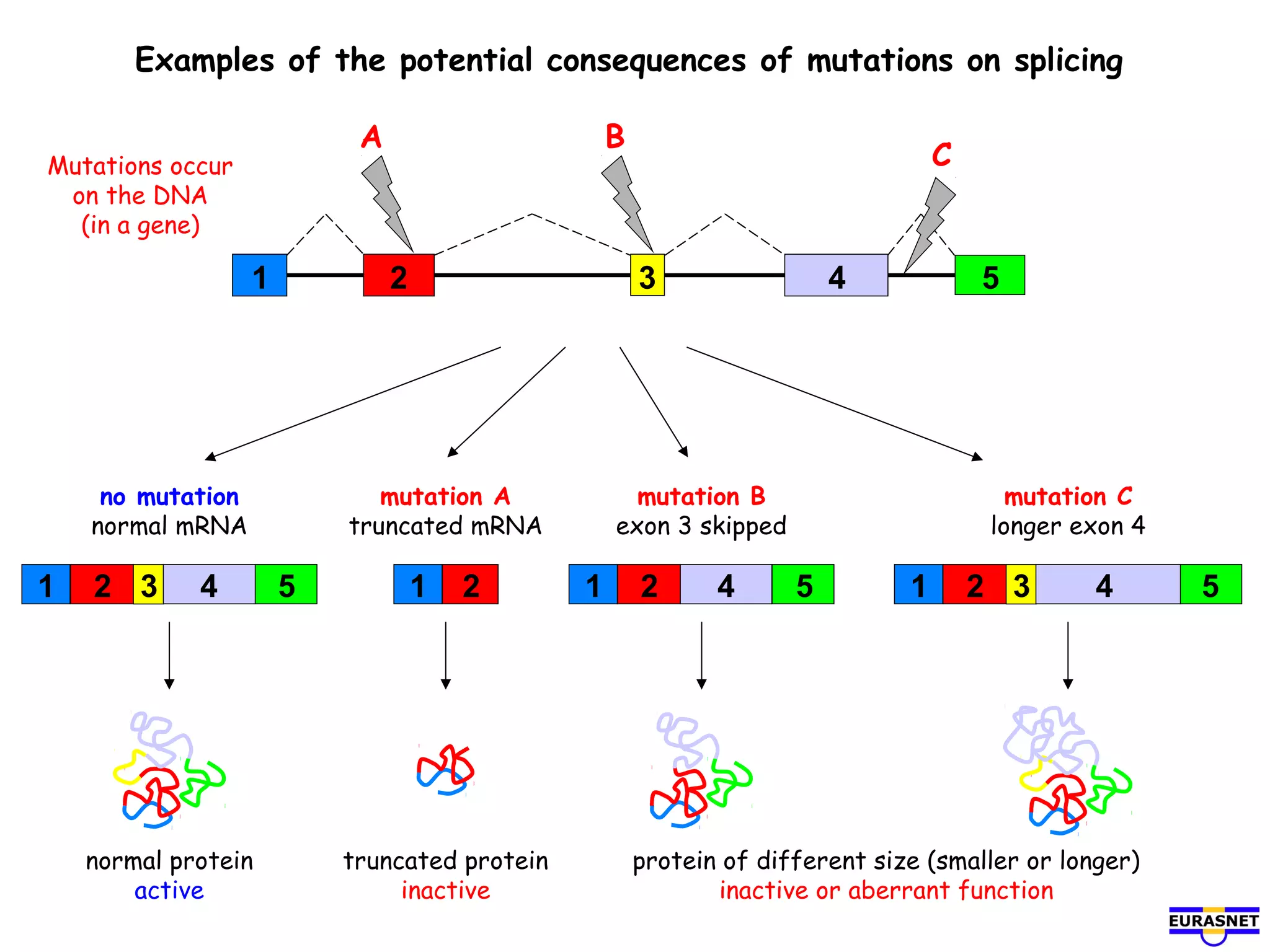 Rna splicing | PPT