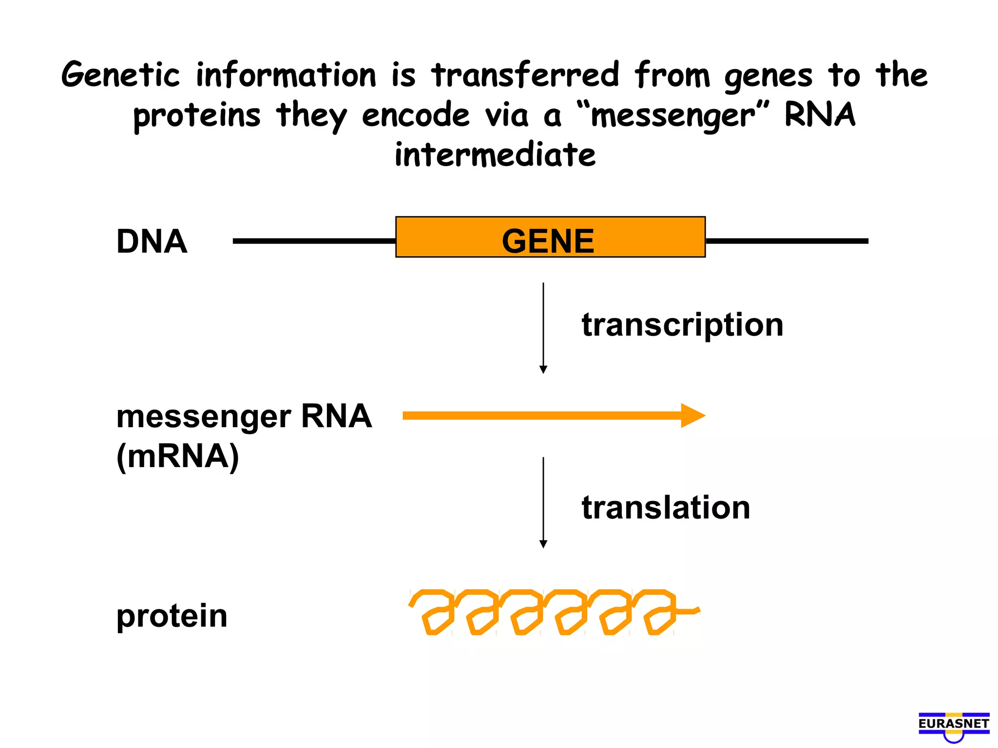 Rna splicing | PPT