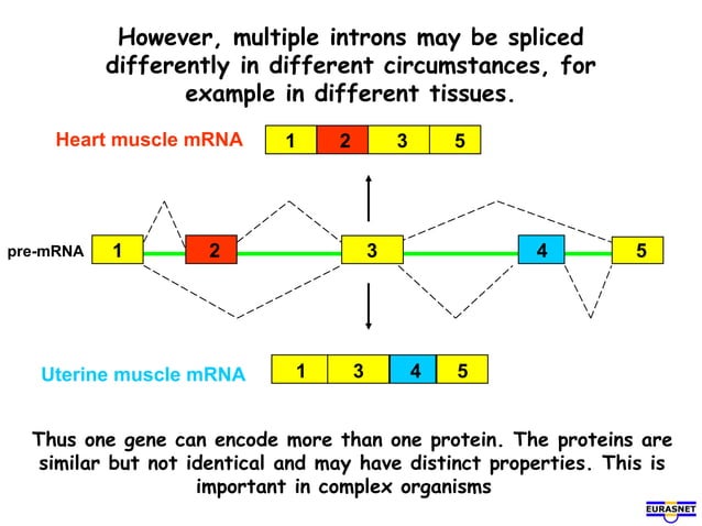 Rna splicing | PPT | Programming Languages | Computing
