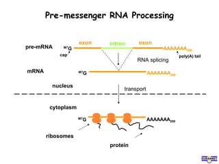 Rna splicing | PPT | Programming Languages | Computing