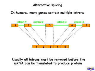 Rna splicing | PPT | Programming Languages | Computing