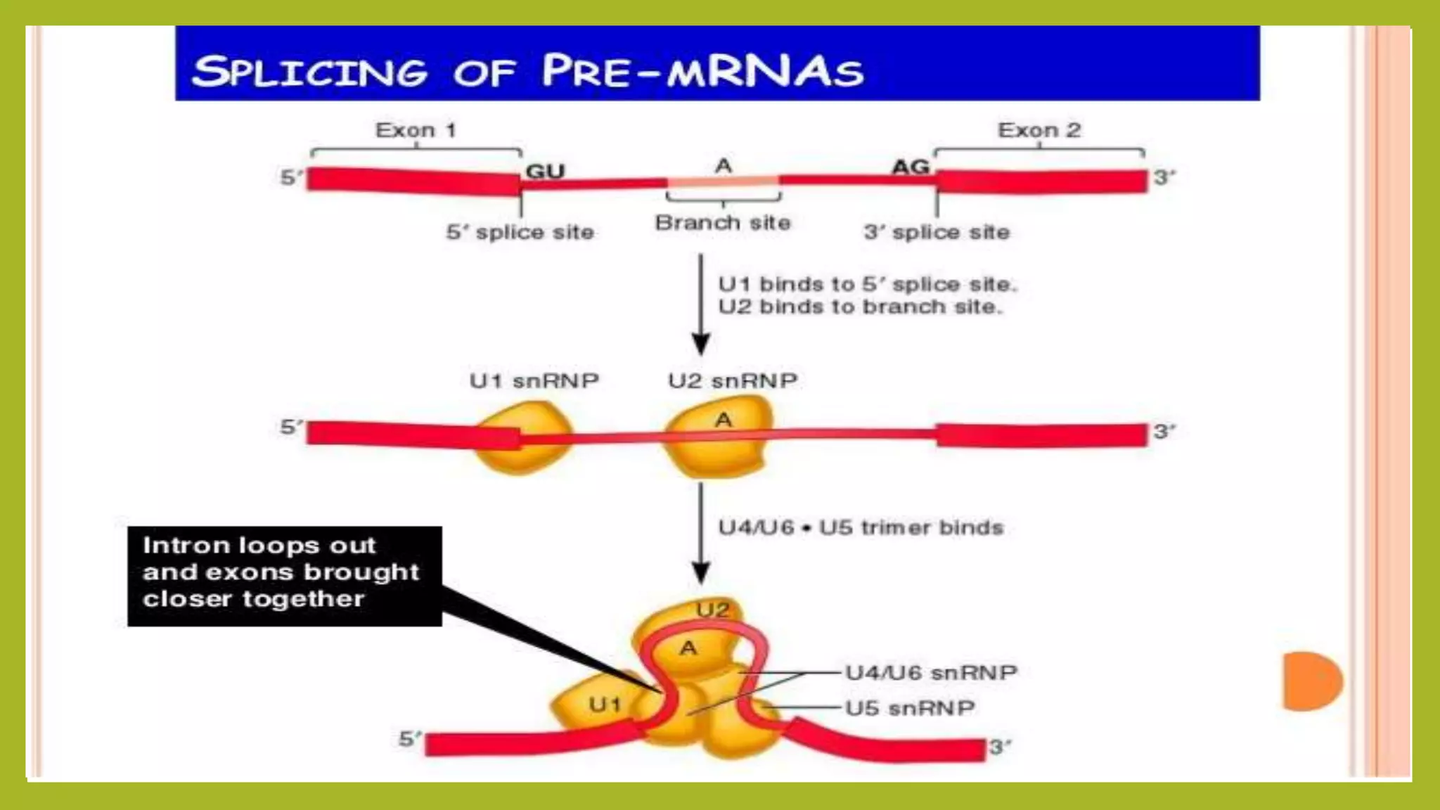 Rna splicing | PPTX