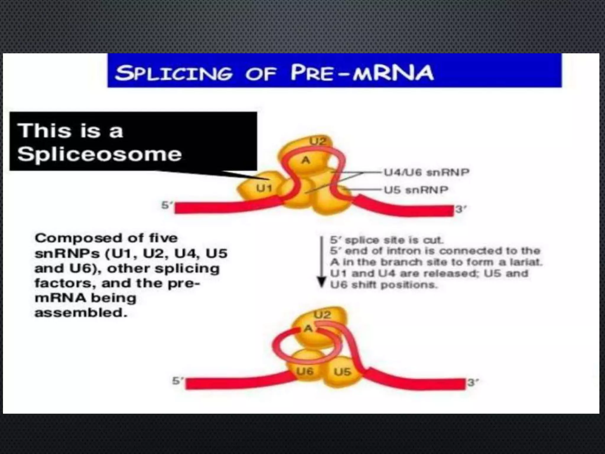 Rna splicing | PPTX