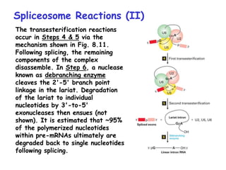 RNA_splicing_ppt.ppt
