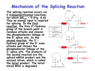 RNA_splicing_ppt.ppt